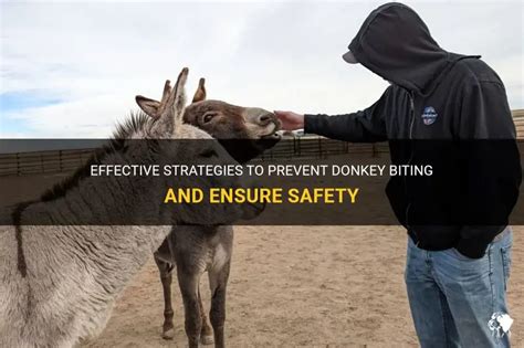 Effective Strategies To Prevent Donkey Biting And Ensure Safety Petshun