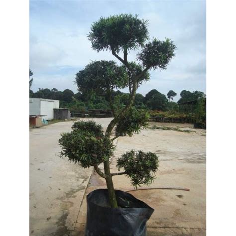 Buy Podocarpus Macrophyllus Buddhist Pine Guan Lee Heng Landscaping Pte Ltd