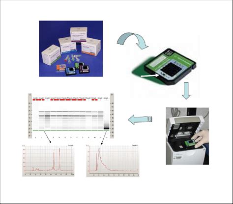 Rna Quality Checking By Bioanalyzer All The Reagent Are Provided In