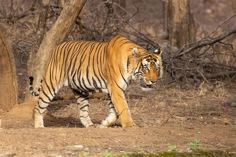 Types Of Tigers Overview Of All 9 Subspecies Of Tigers