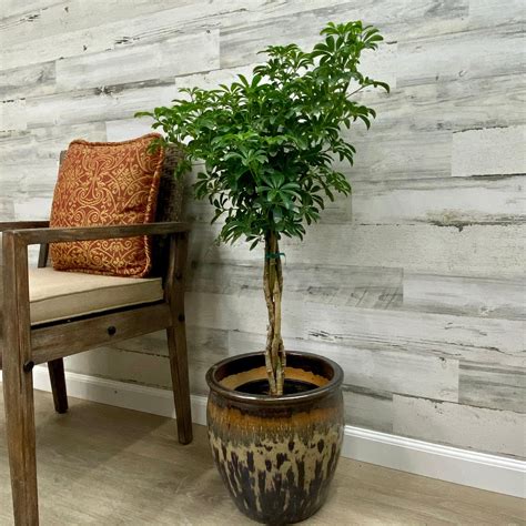 Schefflera Braided Tree 8 Inch