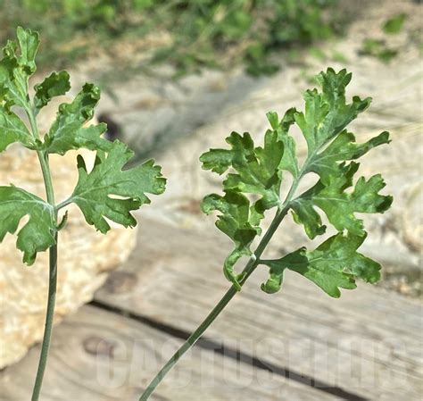 Shpr13551 Pelargonium Crithmifolium Cactus Online