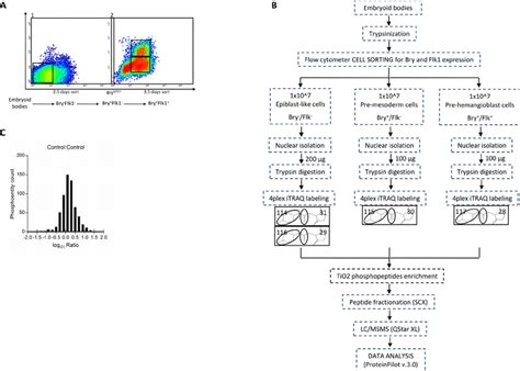 a flow cytometric sorting of es cells at specific time points of the