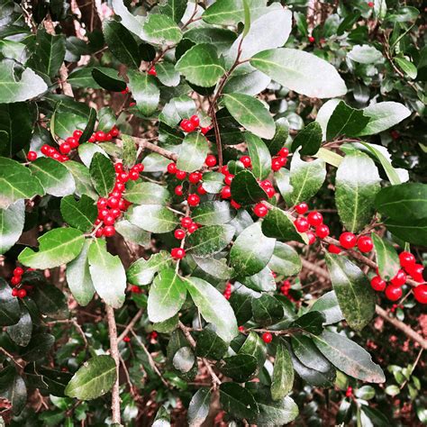 Chinese Privet Louisiana Native Plant Society