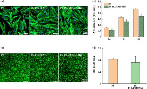 A Cytoskeleton Staining Of Hpdlscs On Sample Surfaces At 24 H After