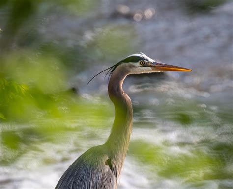 The Great Blue Heron Nature Reserve Society