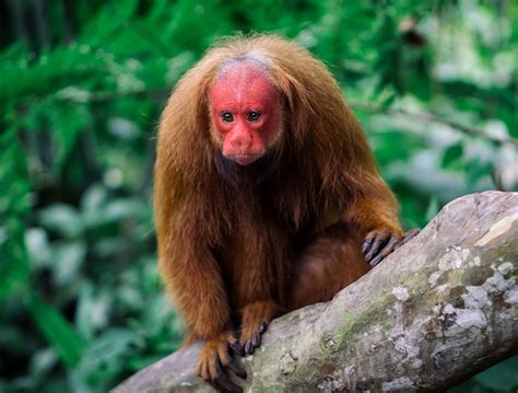 Uakari Amazon Rainforest Endangered Species Red Faced Primates
