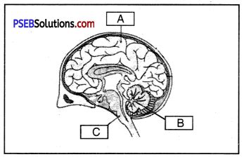 PSEB 10th Class Science Important Questions Chapter 7 Control And