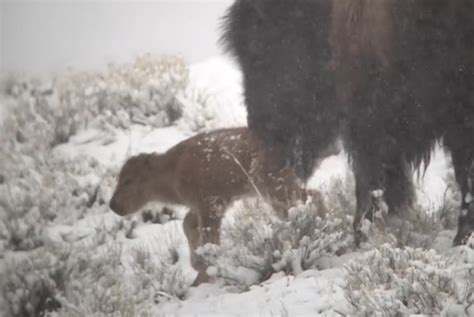 Cole Hauser Says Rip And Beths First Sex Scene Took ‘yellowstone In A Completely New Direction
