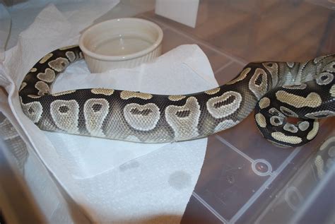 Breeding Python Regius World Of Ball Pythons