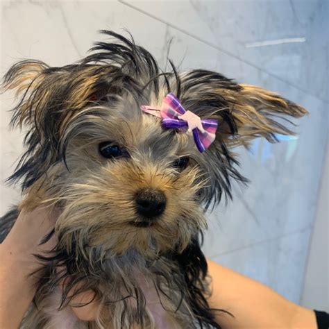 고양이무료분양 포메라니안분양 이탈리안그레이하운드분양가 반려견 스코티시폴드분양 불독 부산강아지분양 폼피츠 강아지배변훈련