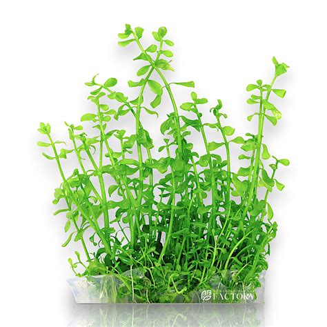 Bacopa Monnieri Vitro Culture Ultraaquariumplantsbase