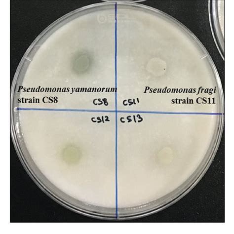 Proteolytic Activity Of The Isolated Psychrotrophic Bacteria In Chicken Download Scientific