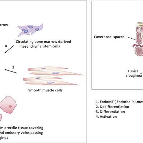 Origin Of Myofibroblasts And Localization Of Sources In Pd Download Scientific Diagram