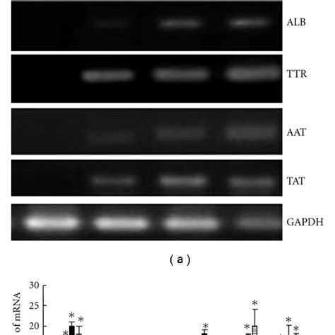 Immunofluorescence Staining For Several Hepatocyte Specific Markers In Download Scientific