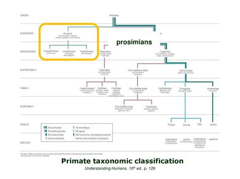 Primate Taxonomy Chart Ponasa