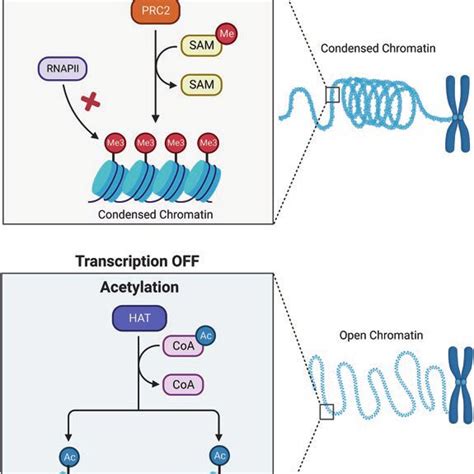 2 Nutrition Can Affect Gene Expression Profiles Certain Elements Can