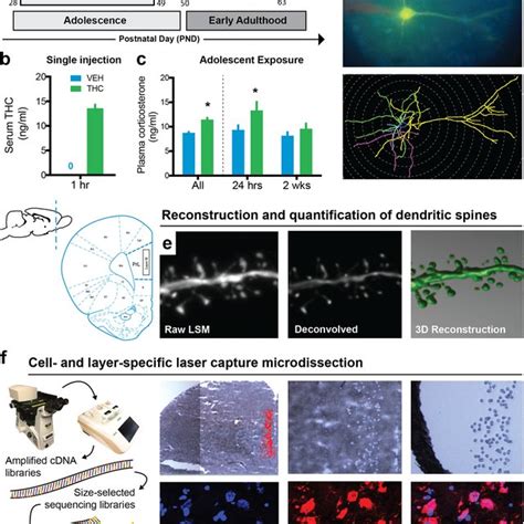 Laser Capture Microdissection LCM And RNA Sequencing Of Pyramidal Download Scientific Diagram
