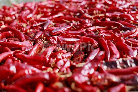 고추 태양초고추 고추말리기 가을 빨간고추 사진이미지일러스트캘리그라피 Namheekim작가