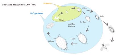 Obscure Mealybug Biobee Canada