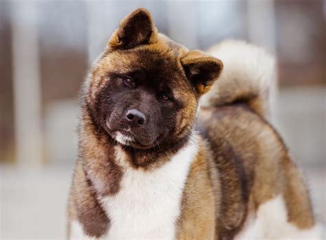 Akita Training
