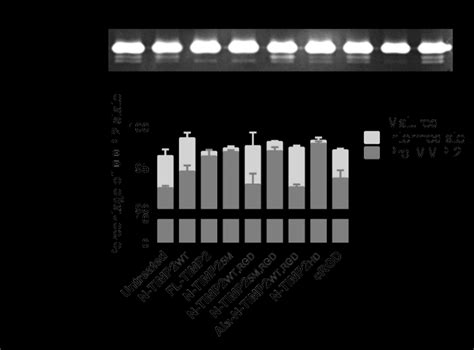 Inhibition Of Pro Mmp 2 Activation By N Timp2 Variants A Gelatin