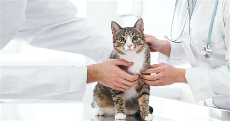 Common Health Problems For Cats And How To Prevent Them