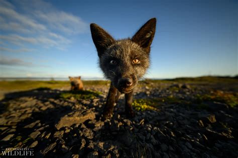 Curious Fox Kit — Ray Hennessy Wildlife