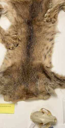 Carnivora Flashcards Quizlet