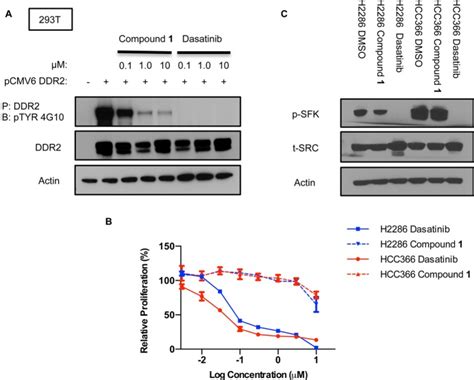 Characterization Of Ddr2 Inhibitors For The Treatment Of Ddr2 Mutated Nonsmall Cell Lung Cancer