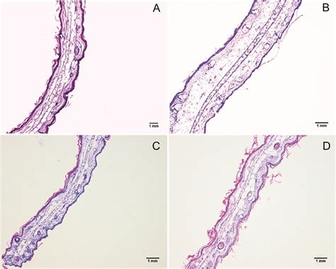Light Microscopic Images Representative Of Histological Sections Of