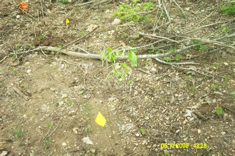 Trees Plantings North American Wildlife And Habitat