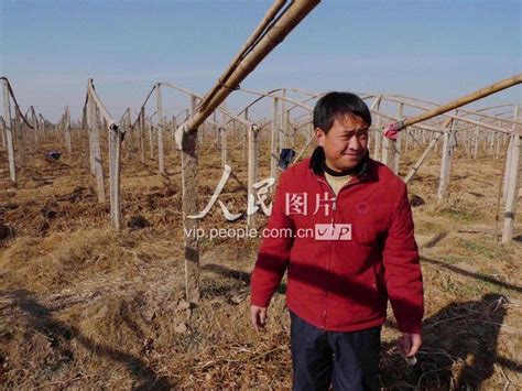洛阳：土地承包权有矛盾 村官带人破坏农民蔬菜大棚 人民图片网