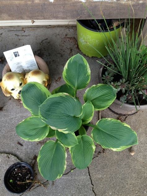 Hosta Identification