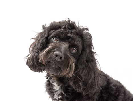 Why Is My Cockapoo Biting Are Cockapoos Aggressive Help For Dogs