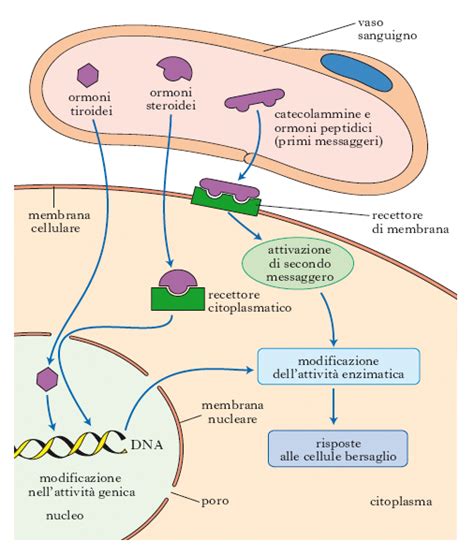 Ormone Nellenciclopedia Treccani