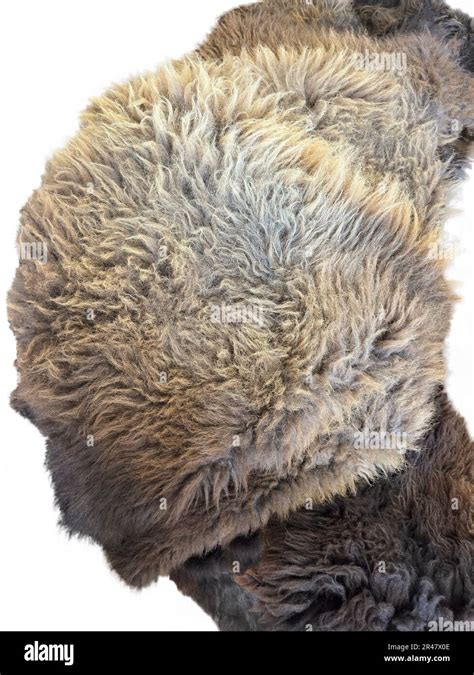 See The Bison Or Wild Buffalo Hide Pelt Skin Up Close Thick Long Fur Is Of Many Shades Of Tan