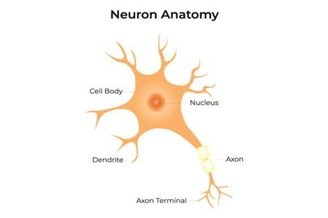 Neuron Anatomy Science Design Vector Graphic By Hamjaiu · Creative Fabrica