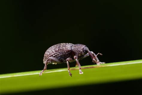 Weevil Beetle Bug Free Photo On Pixabay