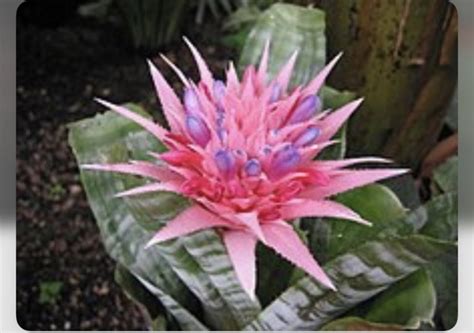 Floriculture Plant Identification List Flashcards Quizlet