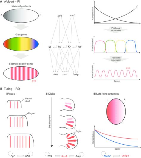 Examples Of Real Patterning Systems A Molecular Patterning In The