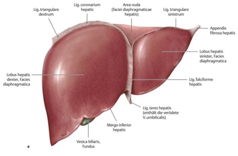 Visual Anatomy 視覚解剖学