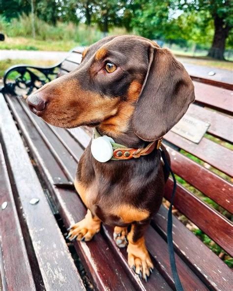 Mini Daschund Puppies For Adoption And Rehoming