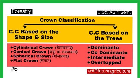 Crown Definition Of Crown Crown Classification Bscag First