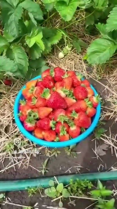 #кубань#клубника#мойсадиогород - YouTube