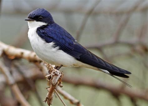 White Tailed Swallow Alchetron The Free Social Encyclopedia