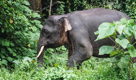 Pygmy Elephants In Borneo Malaysia Dreamer At Heart
