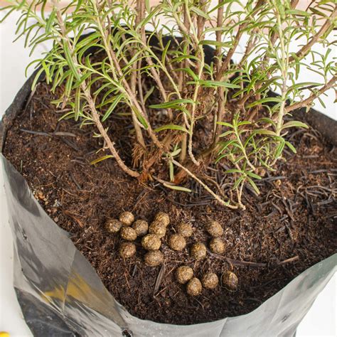 How To Use Rabbit Poop Fertilizer At Steven Connor Blog