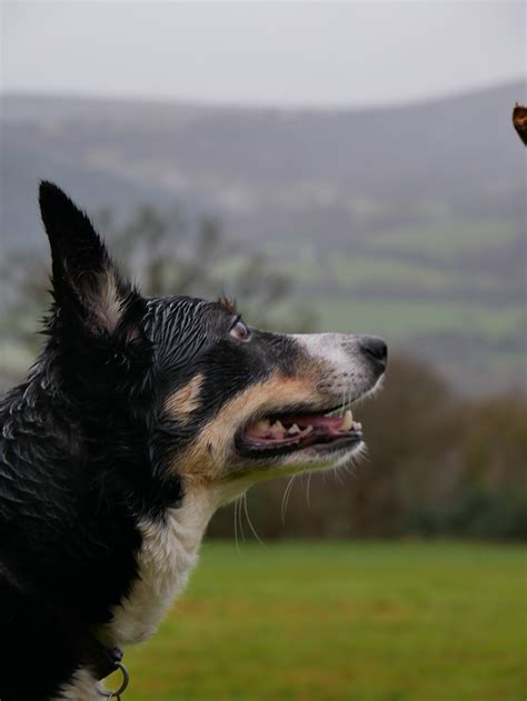 Dev Anand Fotografia