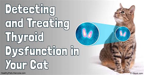 Cat Hyperthyroidism Is A Common Problem In Us